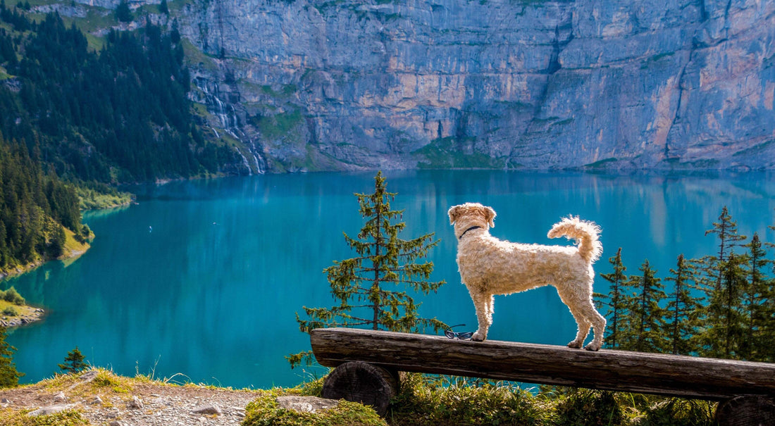 Dog Delights Dog Treats | A Healthy Way To Reward Your Pets – Dog ...